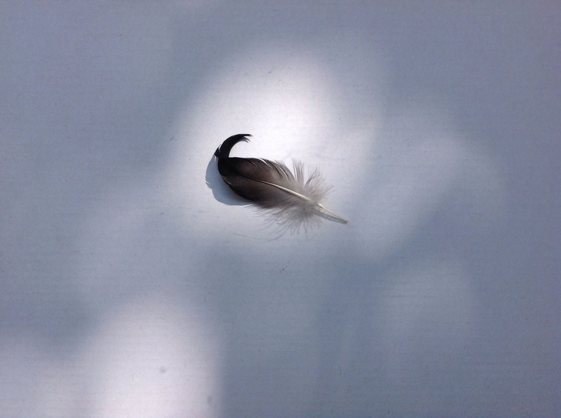 Tightley Curled Tail Feathers Mallard Drake Tail Natural | Etsy