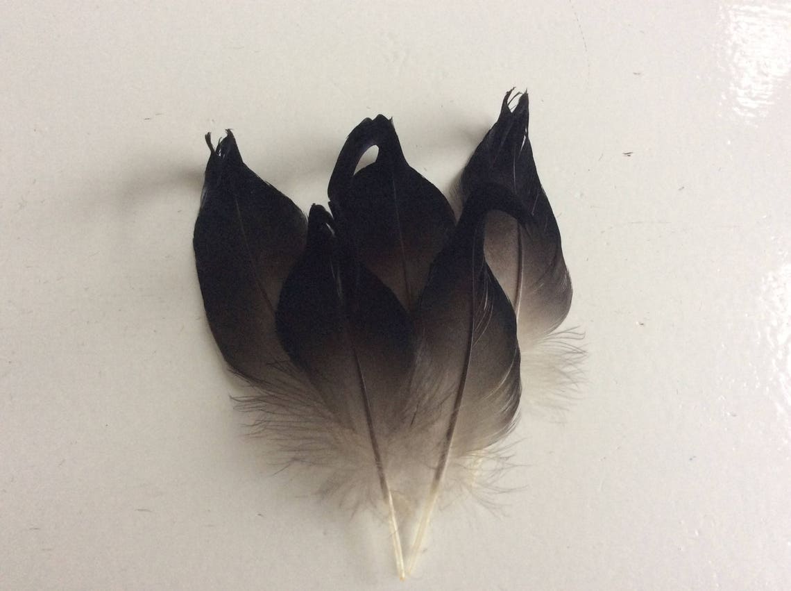 Tightley Curled Tail Feathers Mallard Drake Tail Natural | Etsy