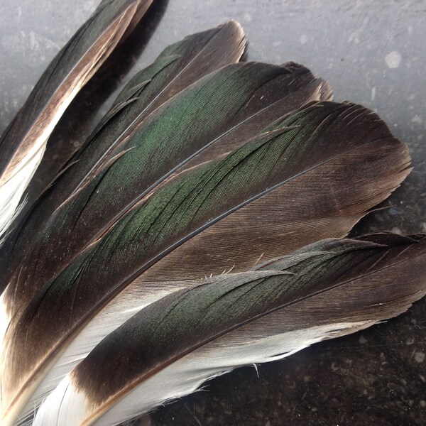Seagull Feather - Etsy