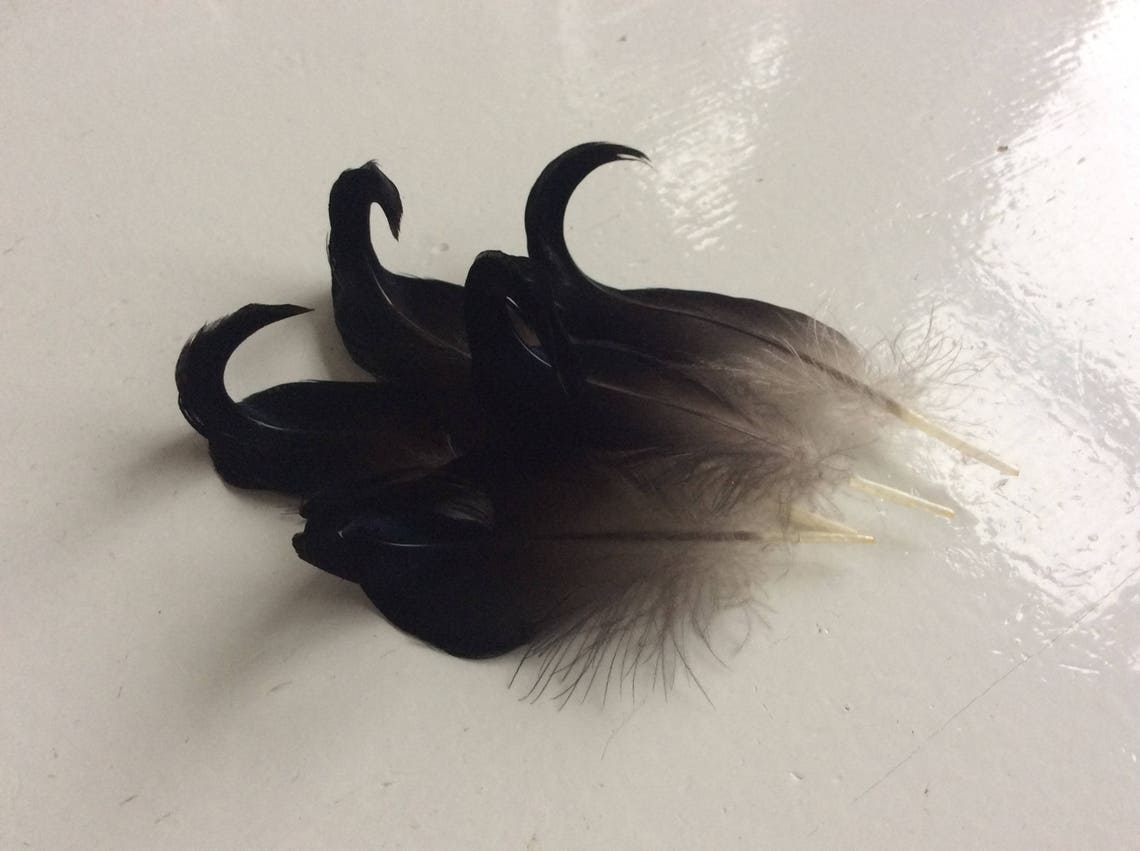 Tightley Curled Tail Feathers Mallard Drake Tail Natural - Etsy
