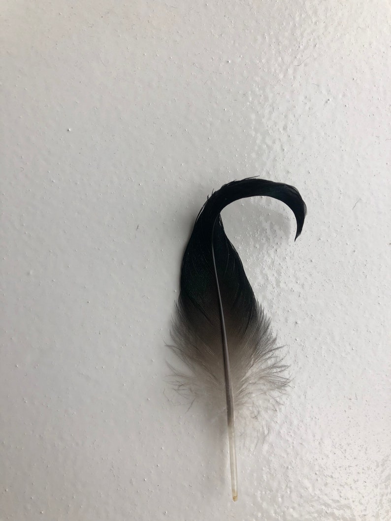 Tightley Curled Tail Feathers Mallard Drake Tail Natural - Etsy