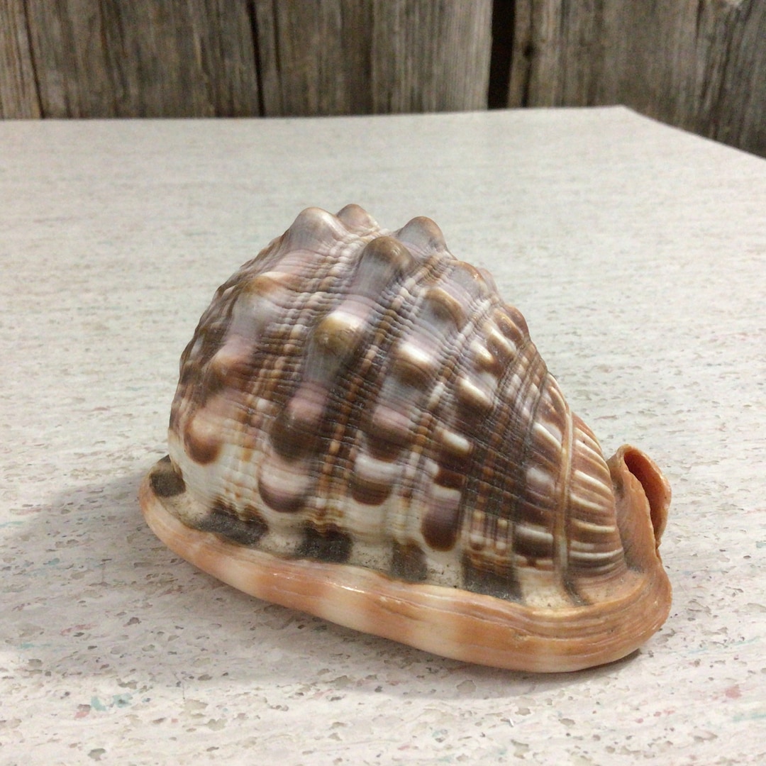 4 Inch Bullmouth Cameo Helmet Shell - Etsy