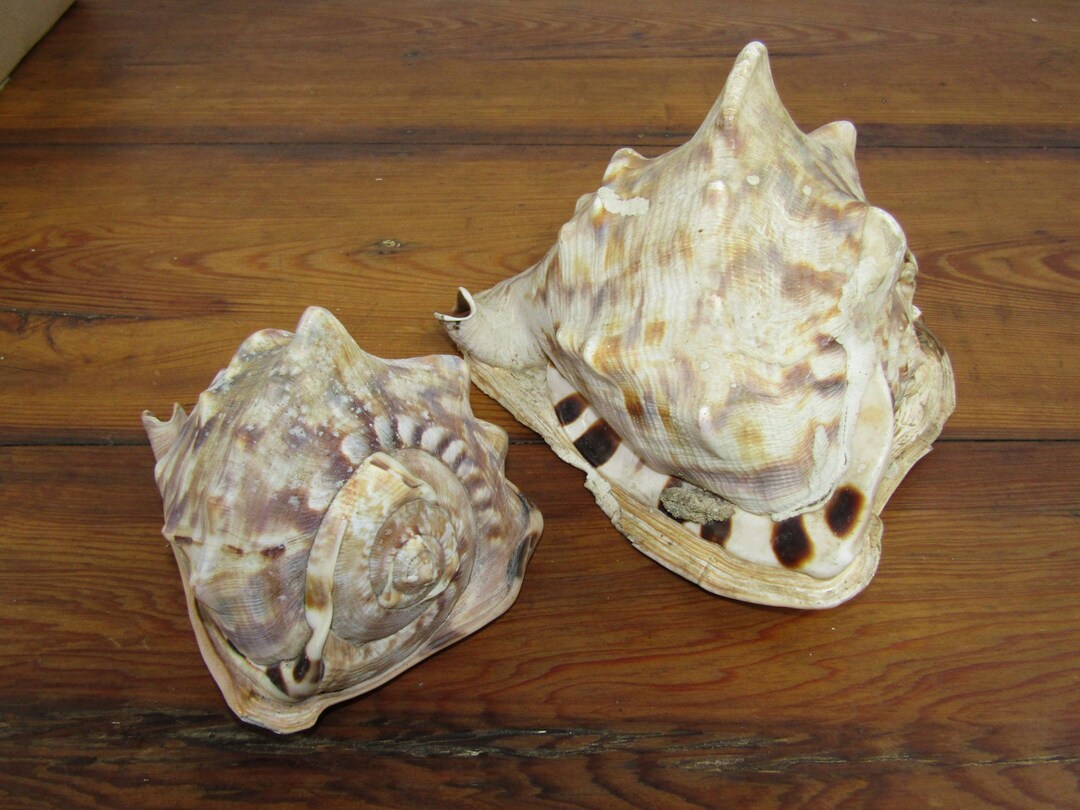 2 Large Horned Queen Helmet Shells 9 and 6 Inches - Etsy