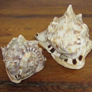 2 Large Horned Queen Helmet Shells 9 and 6 Inches - Etsy