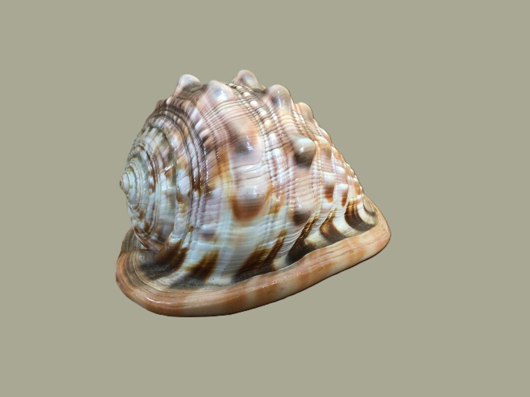 5+ Inch Bullnose Cameo Helmet Shell - Etsy