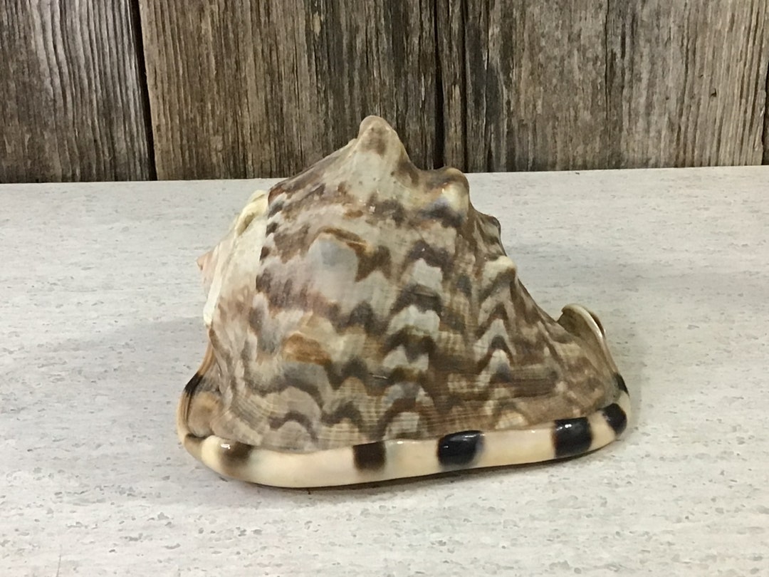 6 Inch Older Helmet Conch Shell - Etsy