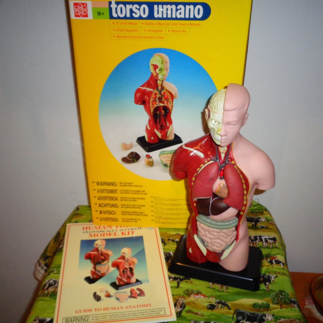 Human Torso Anatomically Accurate Model Kit Figure 8 - Etsy