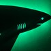 Lighted Shark Sign lit Backlit LED Light Regular or Hammerhead - Etsy UK