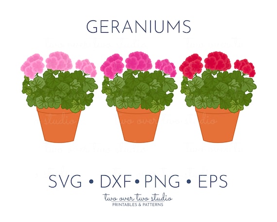 Red Geraniums Clip Art