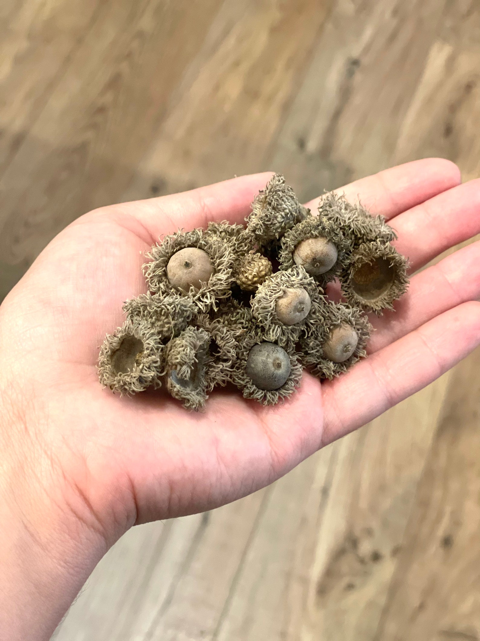 BULK Fuzzy Burr Oak Acorns, Small Bur Oak Acorn Cap, BULK Tiny Fairy ...