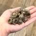 BULK Fuzzy Burr Oak Acorns, Small Bur Oak Acorn Cap, BULK Tiny Fairy ...