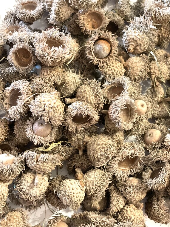 BULK Fuzzy Burr Oak Acorns Small Bur Oak Acorn Cap BULK Tiny - Etsy