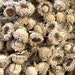 BULK Fuzzy Burr Oak Acorns, Small Bur Oak Acorn Cap, BULK Tiny Fairy ...