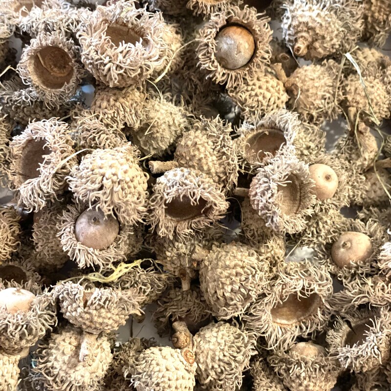 Burr Oak - Etsy