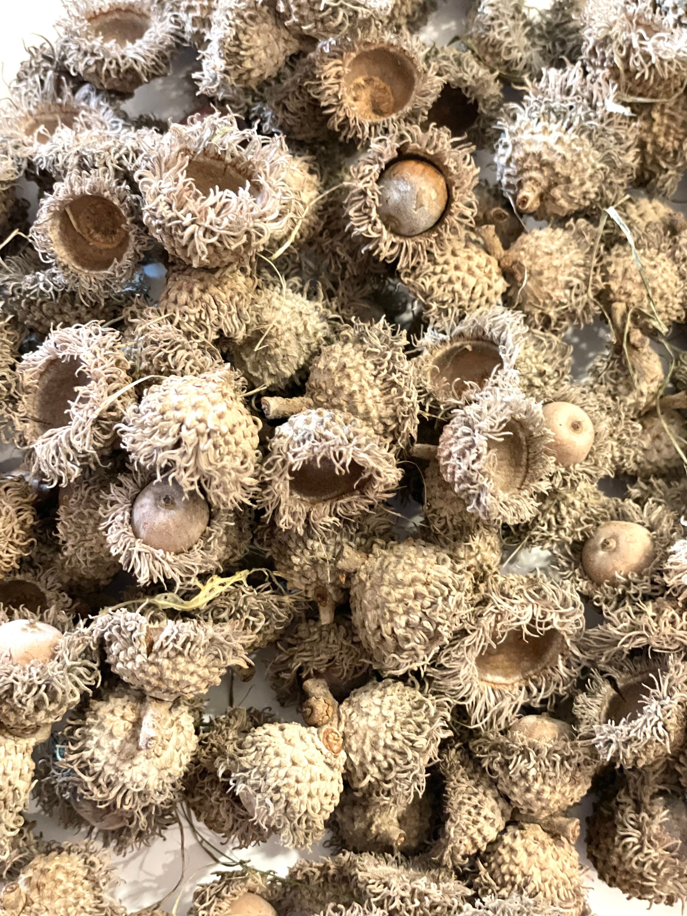 BULK Fuzzy Burr Oak Acorns, Small Bur Oak Acorn Cap, BULK Tiny Fairy ...
