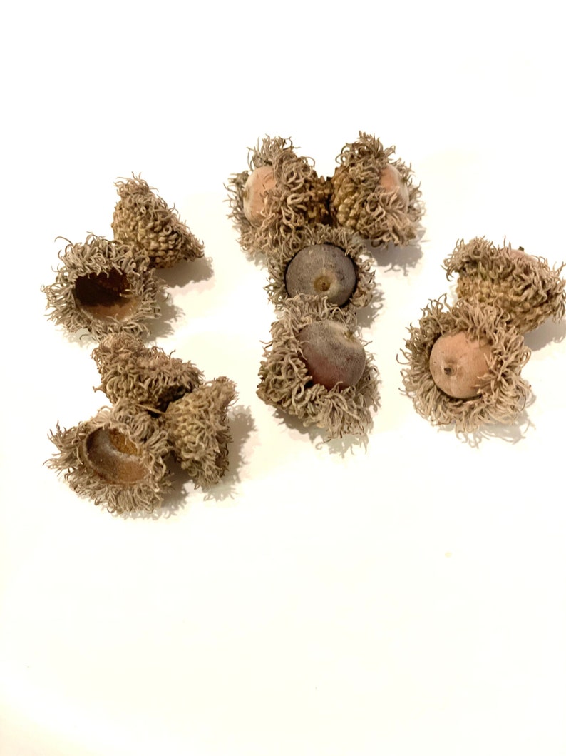 BULK Fuzzy Burr Oak Acorns, Small Bur Oak Acorn Cap, BULK Tiny Fairy ...