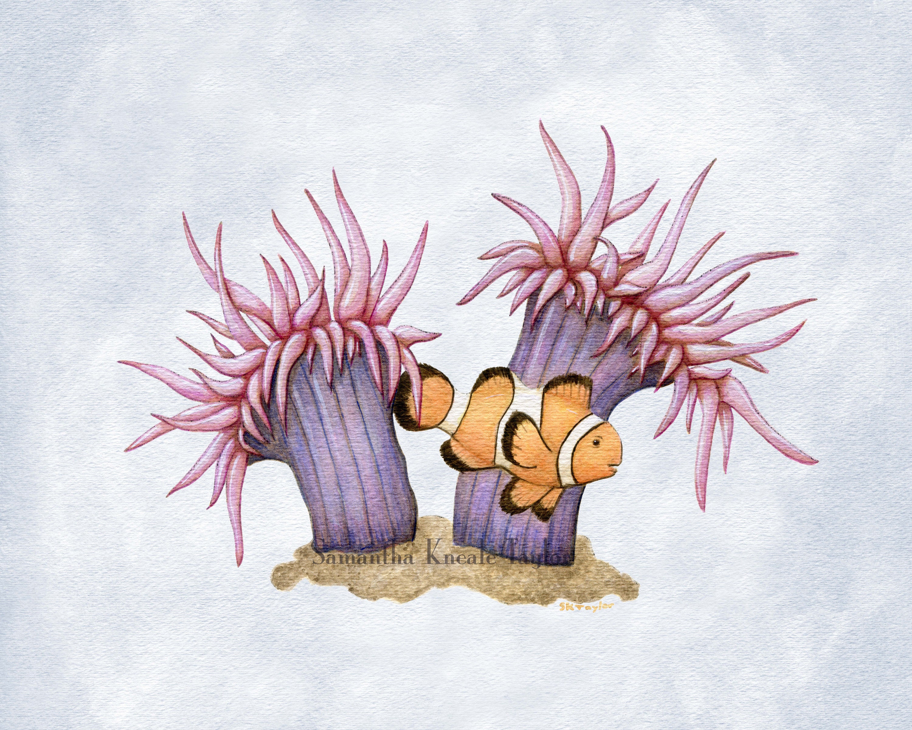 Sea Anemone And Clownfish Drawing