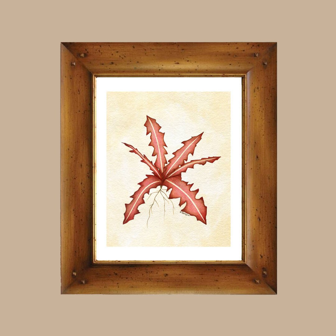 Crimson Nirnroot - Elder Scrolls Skyrim Art Print - Vintage Botanical ...
