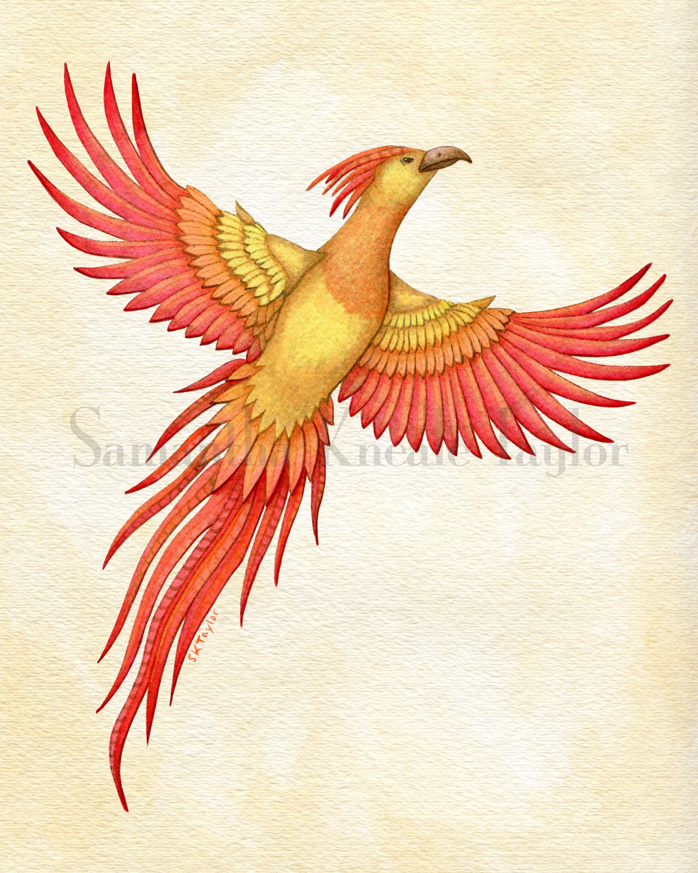 Phoenix Art Print Scientific Illustration Vintage Inspired | Etsy