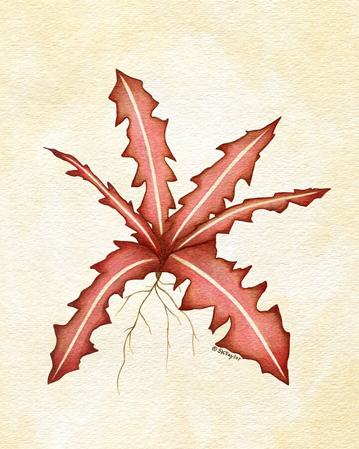 Crimson Nirnroot Elder Scrolls Skyrim Art Print Vintage - Etsy