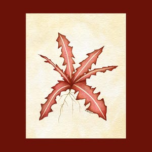 Crimson Nirnroot - Elder Scrolls Skyrim Art Print - Vintage Botanical ...