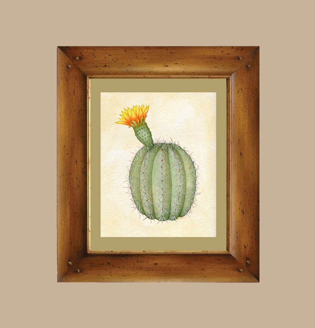 Barrel Cactus in Bloom - Arizona Sonoran Desert Cacti Art Print ...