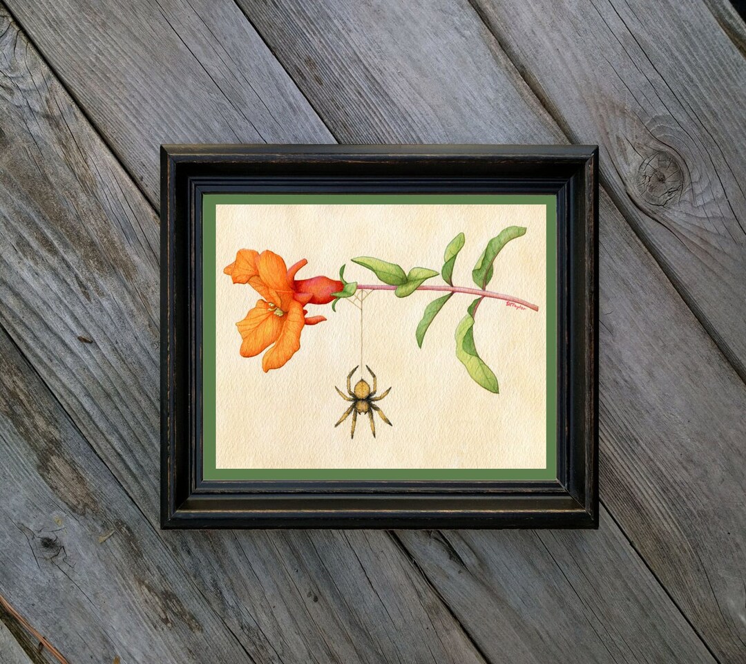 Pomegranate Bloom & Orb Weaver Spider - 8x10 Art Print - Vintage Style ...