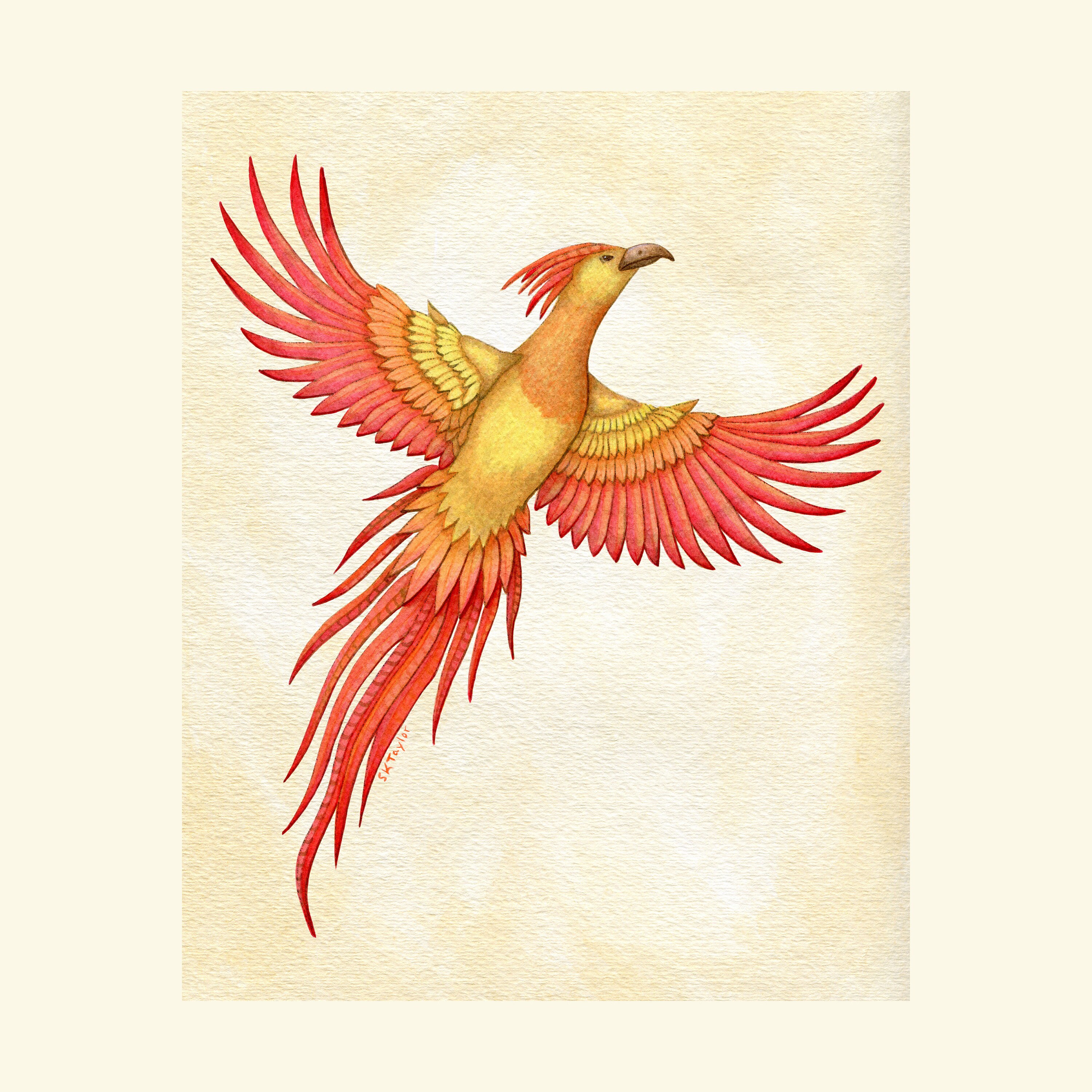 Phoenix Art Print Scientific Illustration Vintage Inspired | Etsy