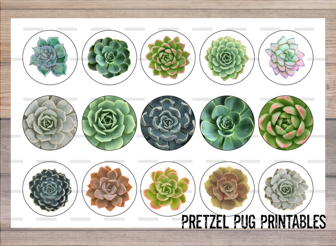 Succulent Plant Images / 1 Inch Round Circle Images / 25mm INSTANT ...