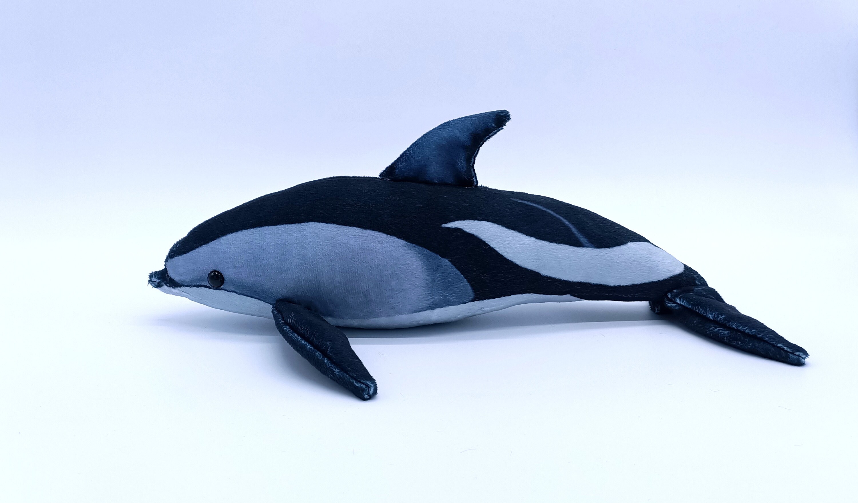 Baby Dusky Dolphin