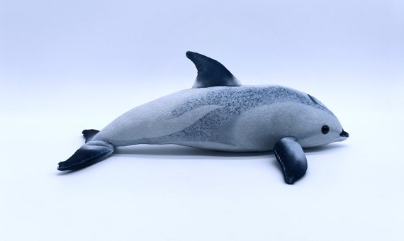 Baby Dusky Dolphin