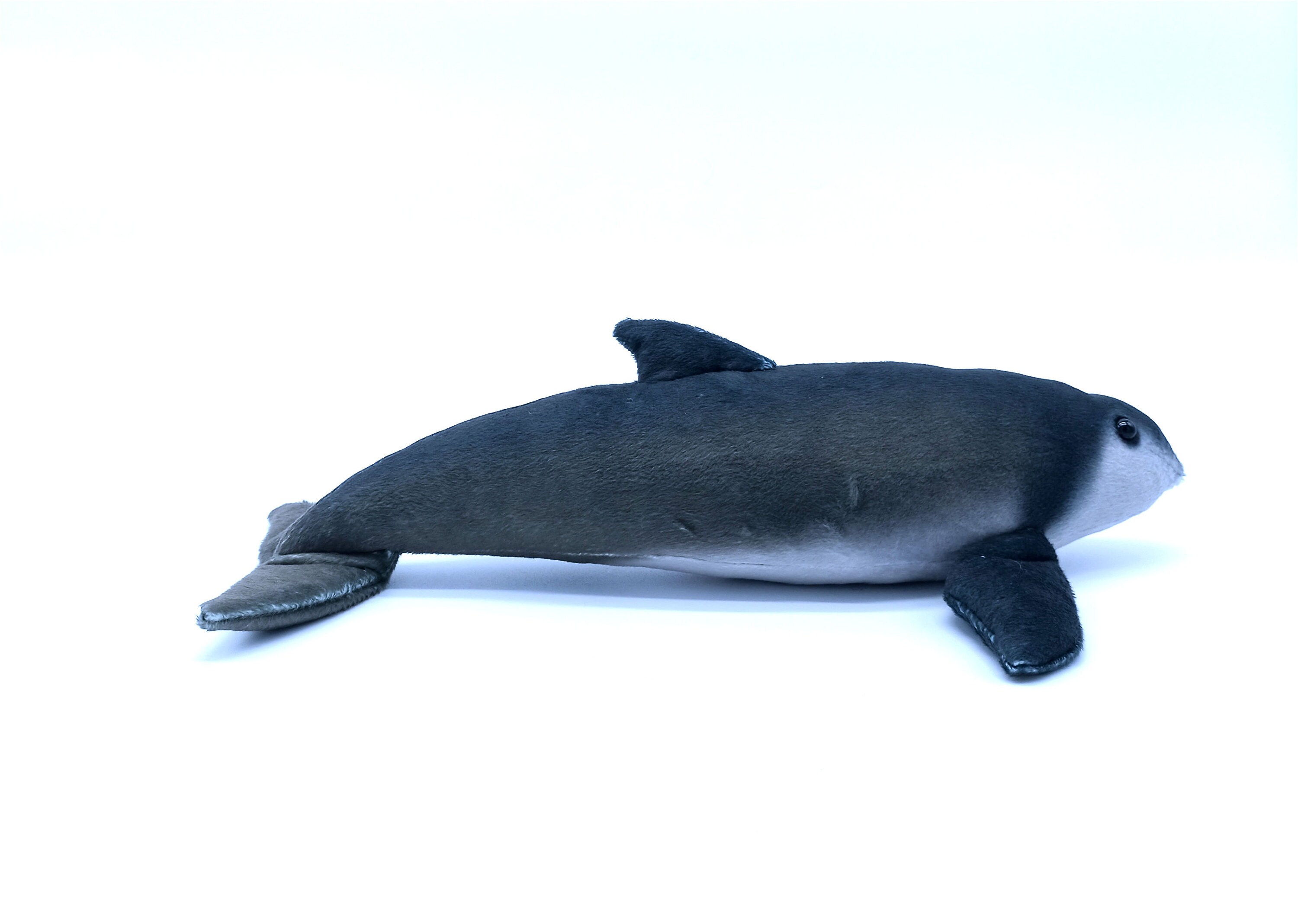 Australian Snubfin Dolphin