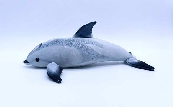 Dusky Dolphin Drawing