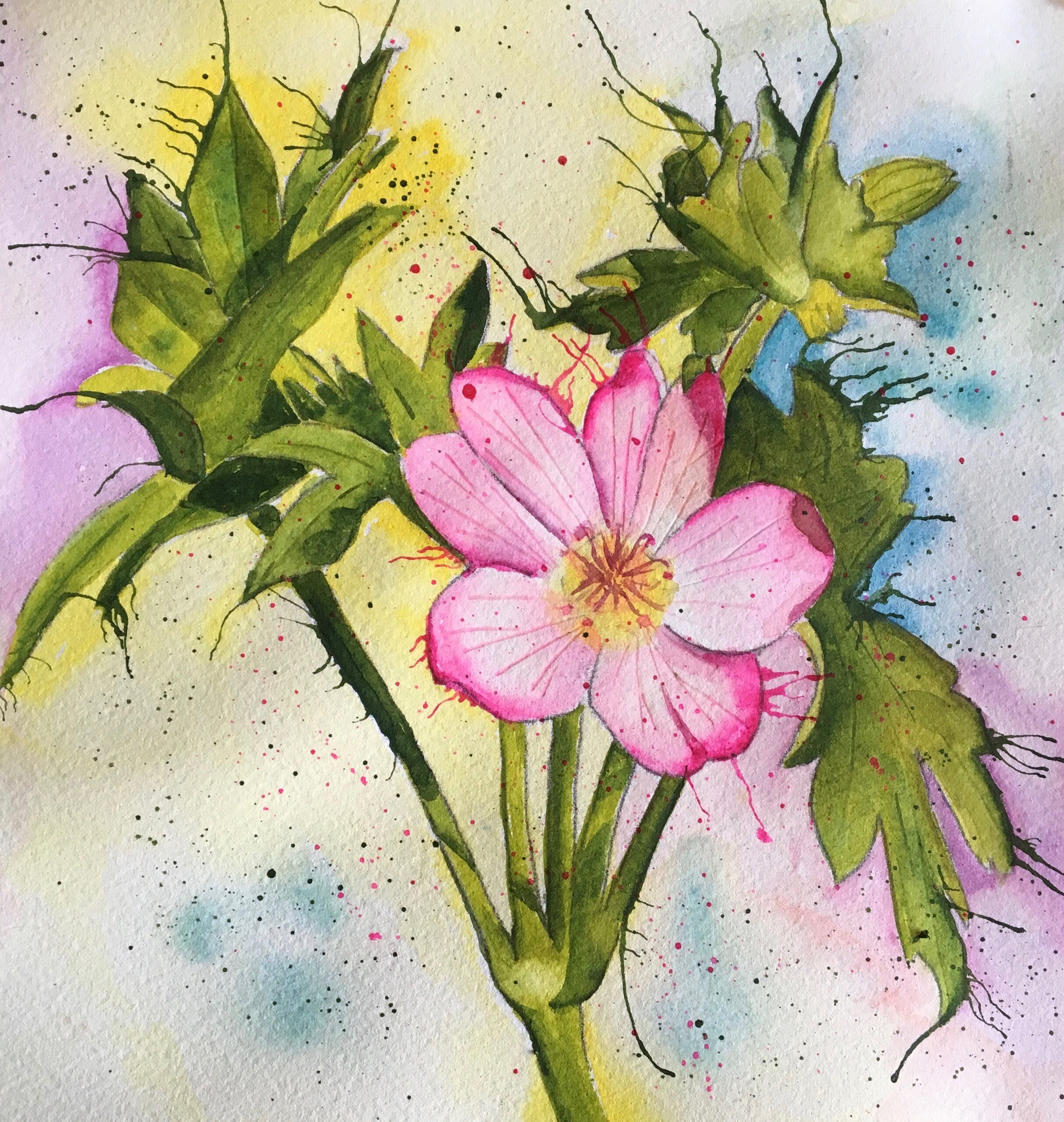 Pink Geranium Print from my Original Watercolor Painting. Wild | Etsy