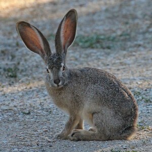 Fine Art Print of Psychedelic White Rabbit From My Original Watercolor ...