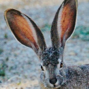 Fine Art Print of Psychedelic White Rabbit From My Original Watercolor ...