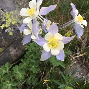 Colorado Blue Columbine and Aspen Tree Watercolor Print - Original ...