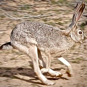 Fine Art Print of Psychedelic White Rabbit From My Original Watercolor ...