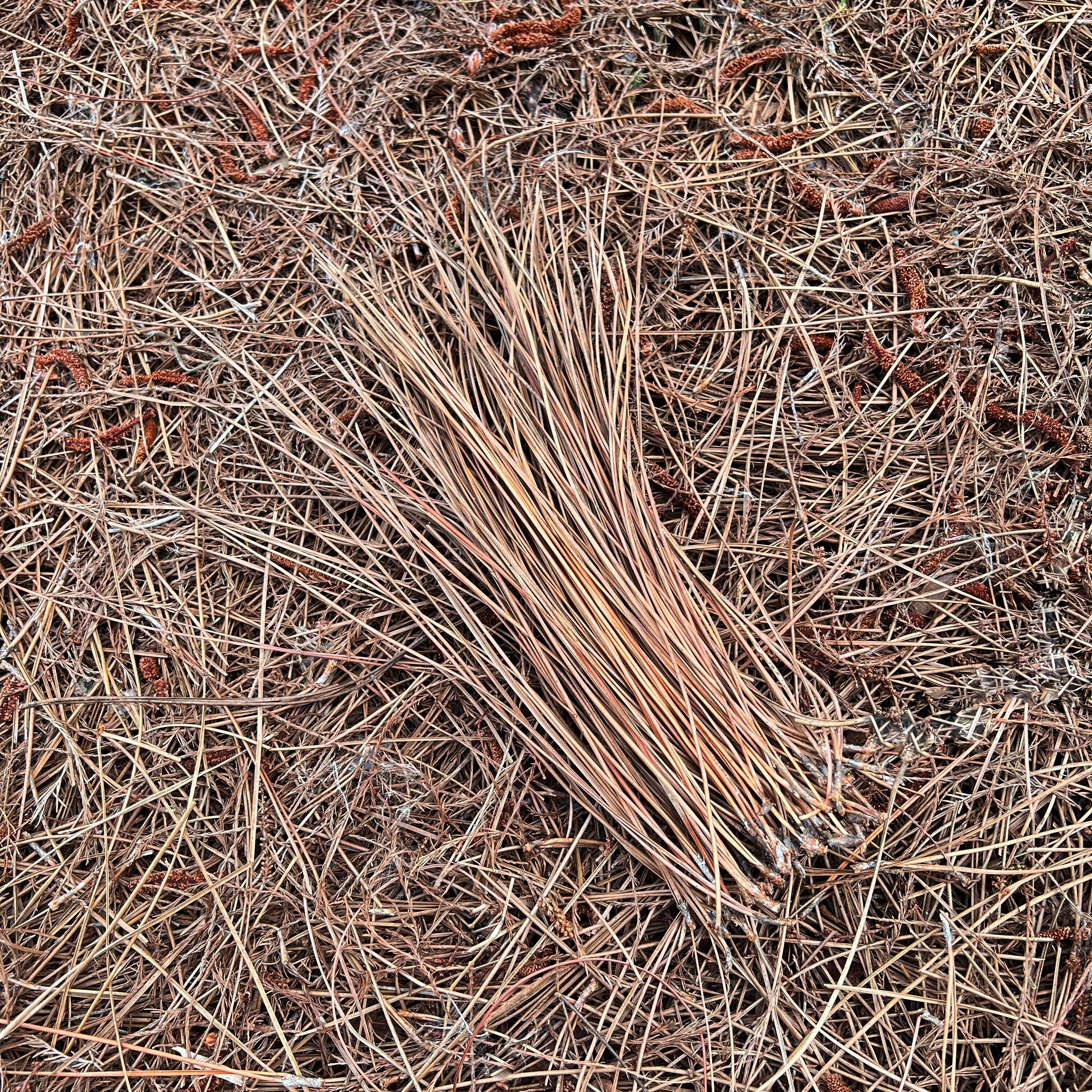 Long Leaf Pine Needles for Crafting, Basket Weaving & Coiling - Etsy