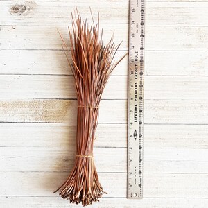 Long Leaf Pine Needles for Crafting, Basket Weaving & Coiling - Etsy