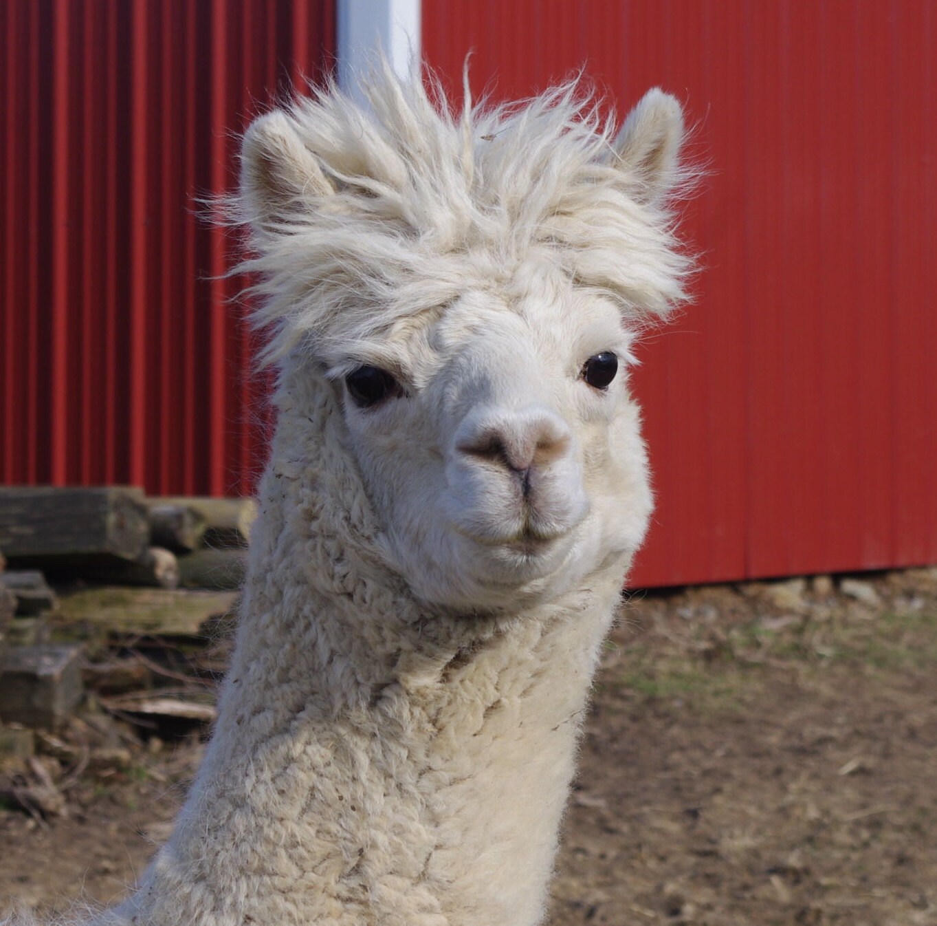 100% Alpaca White Roving From Our Mascot "cotton Kisses" ; Quantity ...