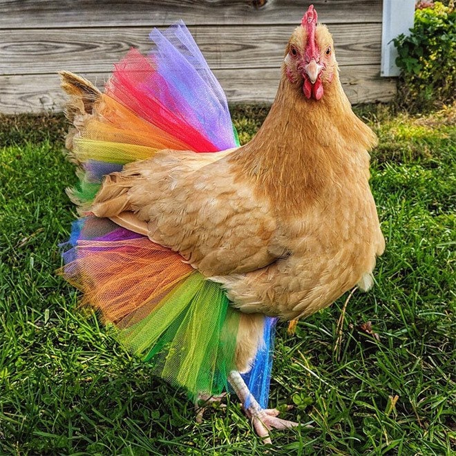 Chicken/bird Tutus multiple Colors/sizes - Etsy