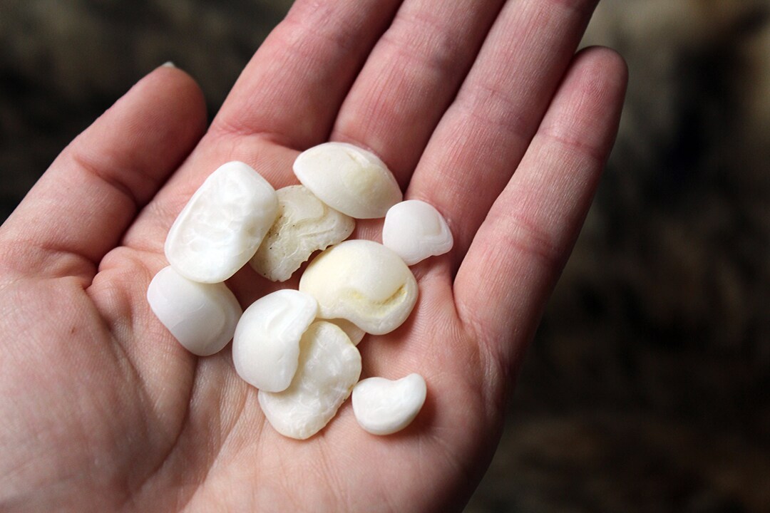 10 Pcs Real Fish Otoliths (lucky Stones) Freshwater Drum - Etsy