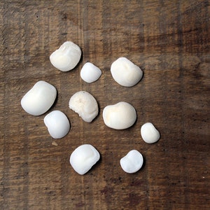 10 pcs Real Fish Otoliths Lucky Stones Freshwater Drum - Etsy.de