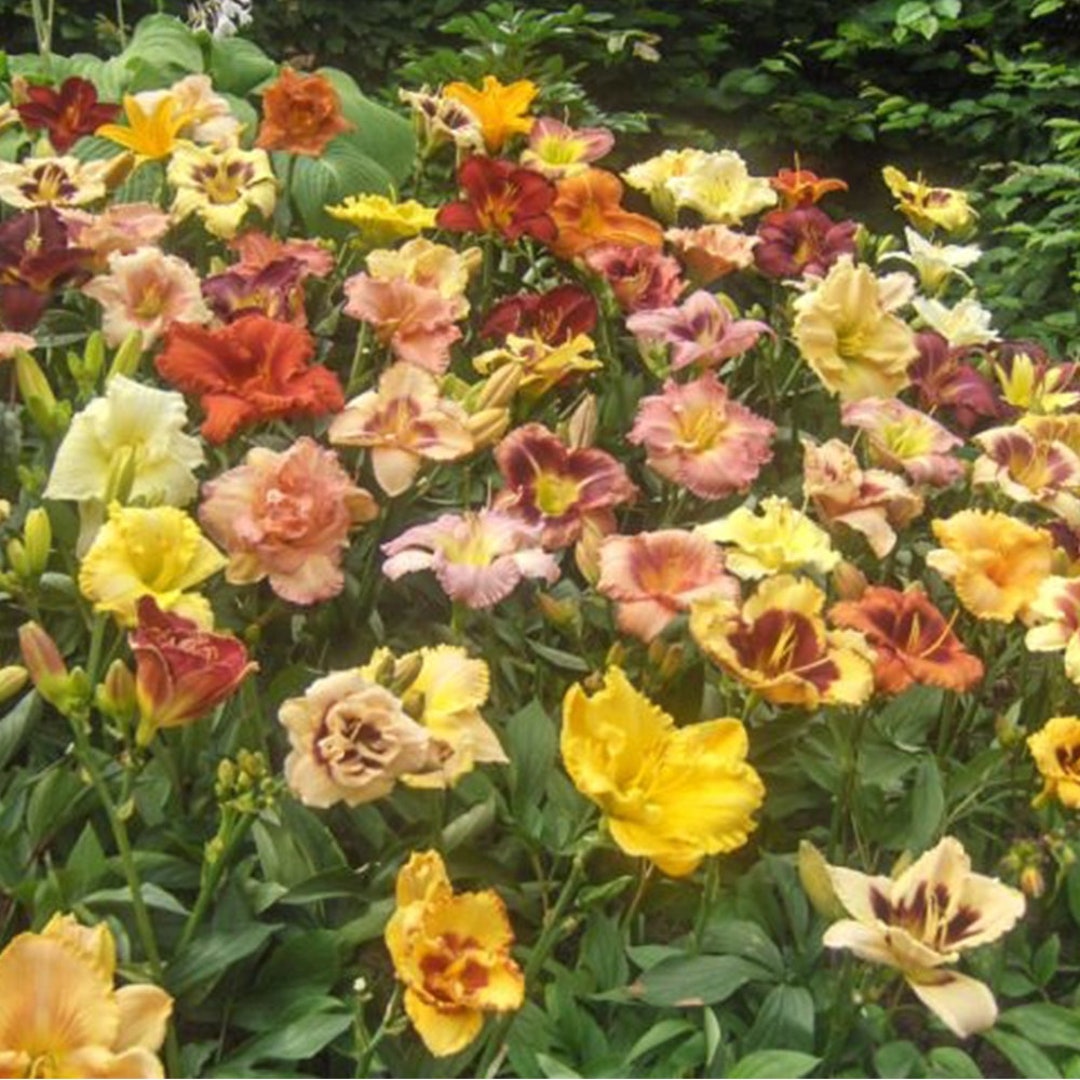 Daylily Bumper Crop Mix - Bare Root Daylily Plants Mixed Colors Easy to ...