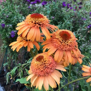 Cantaloupe Supreme Coneflower/ Echinacea in 3.5 Inch Pots (one Plant ...