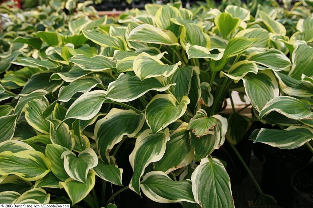 So Sweet Hosta Plants in 3.5 Inch Cups, You Choose Amount! - Etsy
