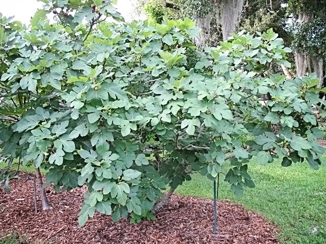 Celeste Fig Tree In Container