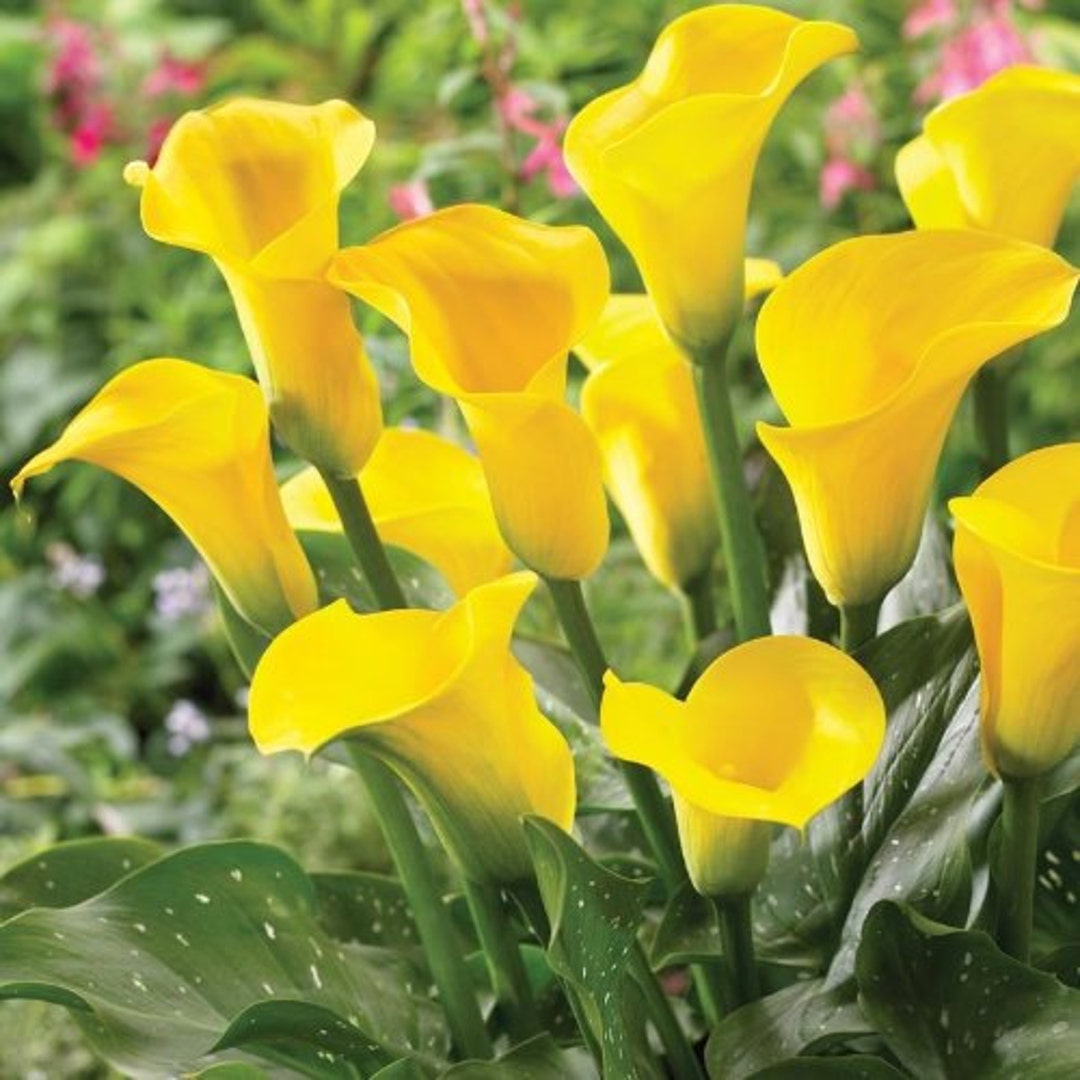 California Gold Calla Lily Bulbs - Etsy