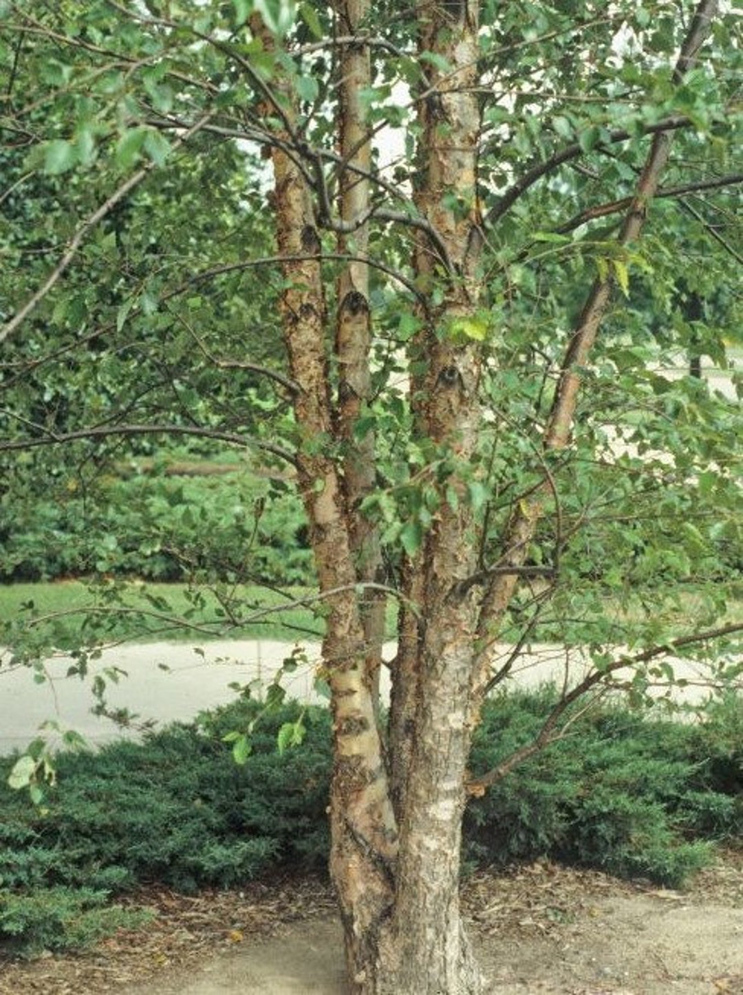2 River Birch Trees Bareroot 24-36" Beautiful Fast Growing Shade Tree ...